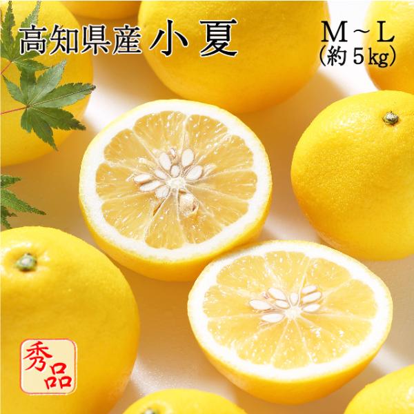 高知県を代表する特産品のひとつで、4〜5月に旬を迎える初夏の柑橘になります。 高知では小夏と呼ばれるこの柑橘は、 宮崎県では日向夏、愛媛県ではニューサマーオレンジと呼ばれています。 小夏は1820年に宮崎市の真方安太郎氏の庭で発見されたゆず...