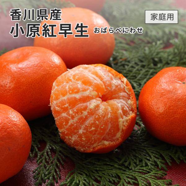 小原紅早生は昭和47年、坂出市の瀬戸内海に面した五色連山のふもとにある小原幸晴さんのみかん園で見つかった宮川早生温州みかんの枝変わりしたもので、平成5年10月に香川県農業協同組合によって品種登録され、香川だけの限定オリジナル品種となっていま...