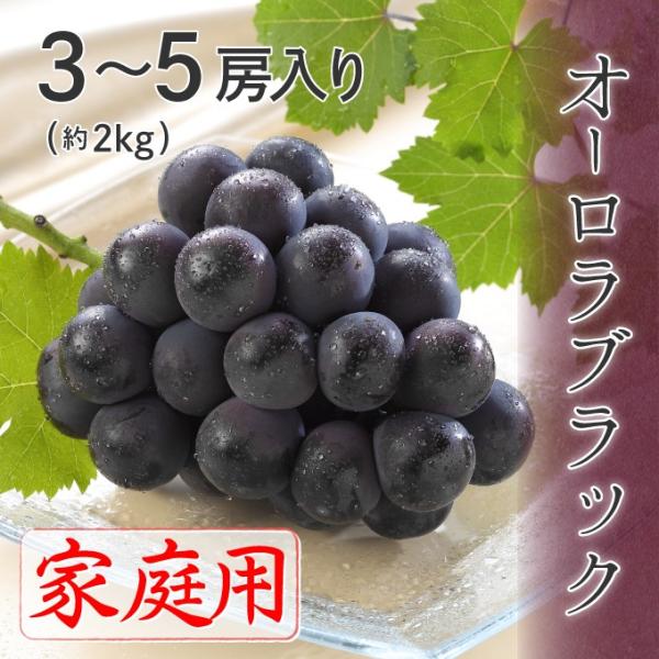 オーロラブラックは岡山県農林水産センター農業研究所において1983(昭和58)年に生み出され、2003年(平成15年)2月に品種登録された新しい品種のぶどうになります。 岡山県オリジナル品種として、岡山県でしか栽培されてなく巨峰やピオーネに...