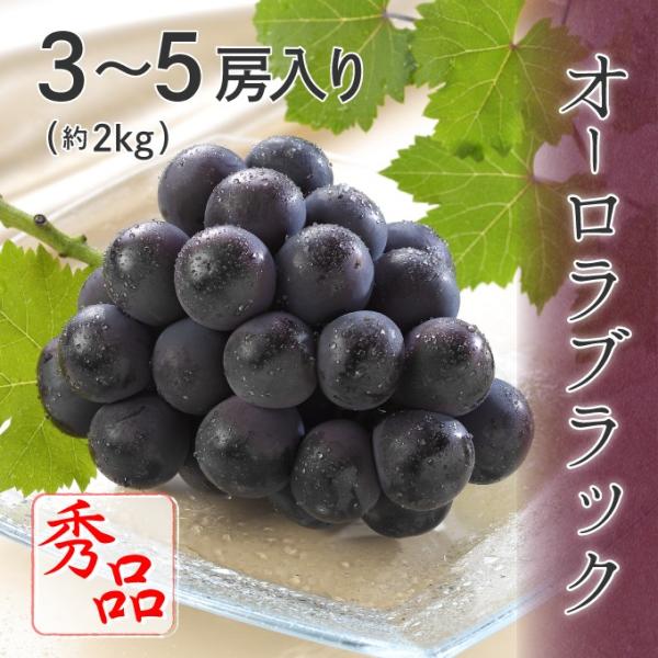 オーロラブラックは岡山県農林水産センター農業研究所において1983(昭和58)年に生み出され、2003年(平成15年)2月に品種登録された新しい品種のぶどうになります。 岡山県オリジナル品種として、岡山県でしか栽培されてなく巨峰やピオーネに...