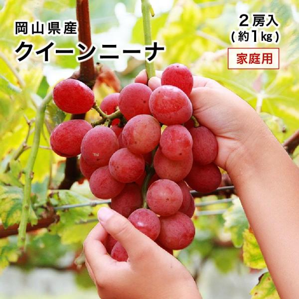 クイーンニーナは「安芸クイーン」と「ブドウ安芸津20号」を交雑して開発された、まだまだ生産量の少ない高級な赤色ぶどうです。大粒で人気のある黒色ぶどうの「巨峰」「ピオーネ」とは異なる外見を持ち、食味が優れたぶどうを生産したいという思いから生ま...