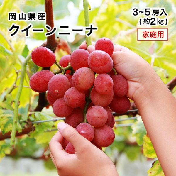 クイーンニーナは「安芸クイーン」と「ブドウ安芸津20号」を交雑して開発された、まだまだ生産量の少ない高級な赤色ぶどうです。大粒で人気のある黒色ぶどうの「巨峰」「ピオーネ」とは異なる外見を持ち、食味が優れたぶどうを生産したいという思いから生ま...