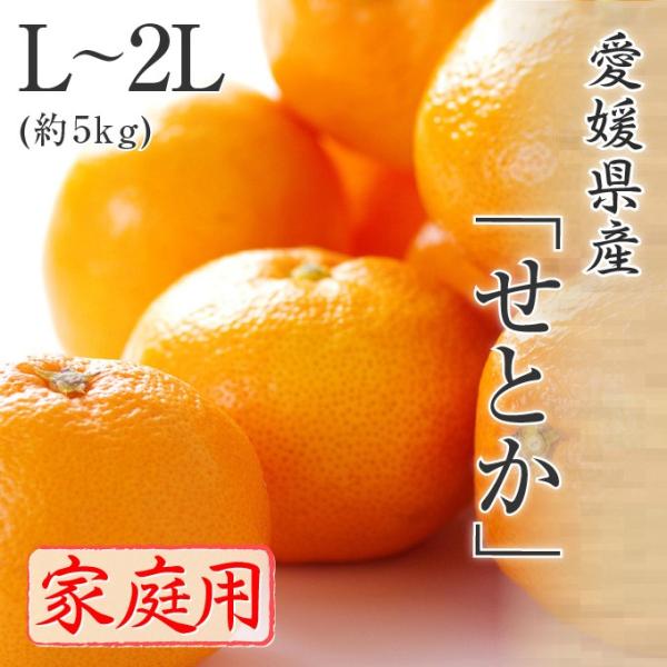 せとかは、清見とアンコールを掛け合せたものにマーコットを交配してできた柑橘で2001年に品種登録された平成生まれの高級柑橘として人気を集めています。 名前の由来は育成地（長崎県口之津町）から望む地名（早崎瀬戸）、瀬戸内地方での栽培が期待され...