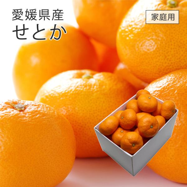 せとかは、清見とアンコールを掛け合せたものにマーコットを交配してできた柑橘で2001年に品種登録された平成生まれの高級柑橘として人気を集めています。 名前の由来は育成地（長崎県口之津町）から望む地名（早崎瀬戸）、瀬戸内地方での栽培が期待され...