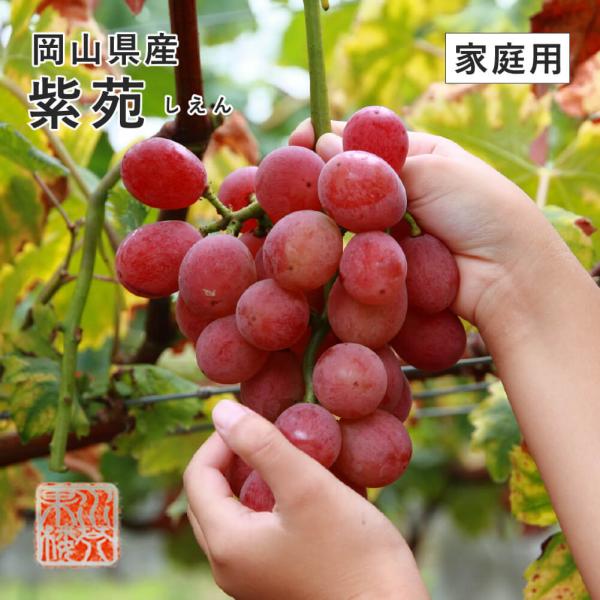 紫苑は、岡山で秋から冬（10月下旬〜12月上旬）にかけて収穫される紫色のぶどうです。楕円の実で種が無く糖度18度〜20度の甘味が強く、プリッとした食感で果汁もたっぷりな品です。これからの時期、クリスマスパーティーやお歳暮にも最適な一品です。...