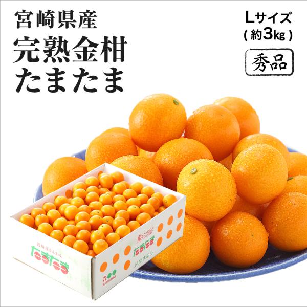宮崎県の完熟きんかん「たまたま」は、宮崎県のブランド推進本部によって認定された「みやざきブランド」で、温室栽培で開花結実から210日以上経過、糖度が16度以上ありサイズがＬ以上など多数ある厳しい基準をクリアした商品のみとなります。 その徹底...