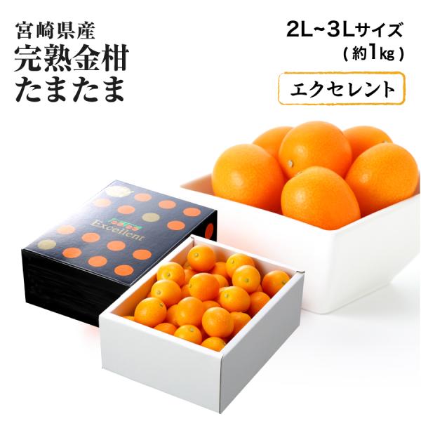 宮崎県の完熟きんかん「たまたま」は、宮崎県のブランド推進本部によって認定された「みやざきブランド」で、温室栽培で開花結実から210日以上経過、糖度が16度以上ありサイズがＬ以上など多数ある厳しい基準をクリアした商品のみとなります。 その徹底...