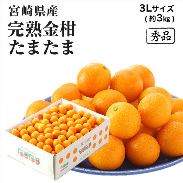 宮崎県の完熟きんかん「たまたま」は、宮崎県のブランド推進本部によって認定された「みやざきブランド」で、温室栽培で開花結実から210日以上経過、糖度が16度以上ありサイズがＬ以上など多数ある厳しい基準をクリアした商品のみとなります。 その徹底...