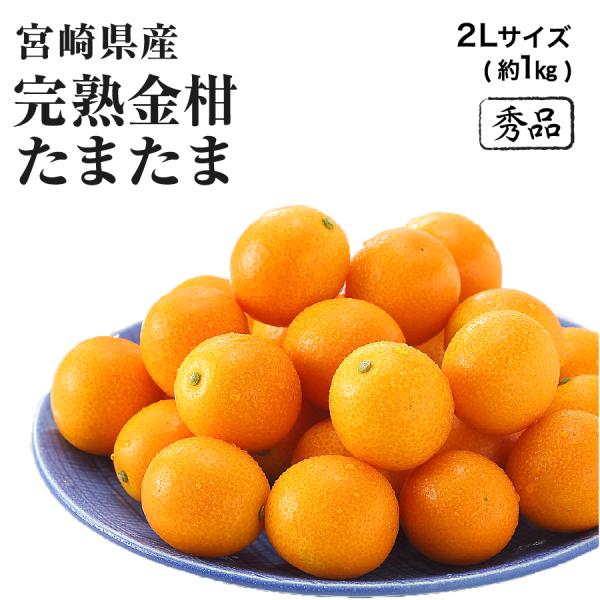 宮崎県の完熟きんかん「たまたま」は、宮崎県のブランド推進本部によって認定された「みやざきブランド」で、温室栽培で開花結実から210日以上経過、糖度が16度以上ありサイズがＬ以上など多数ある厳しい基準をクリアした商品のみとなります。 その徹底...