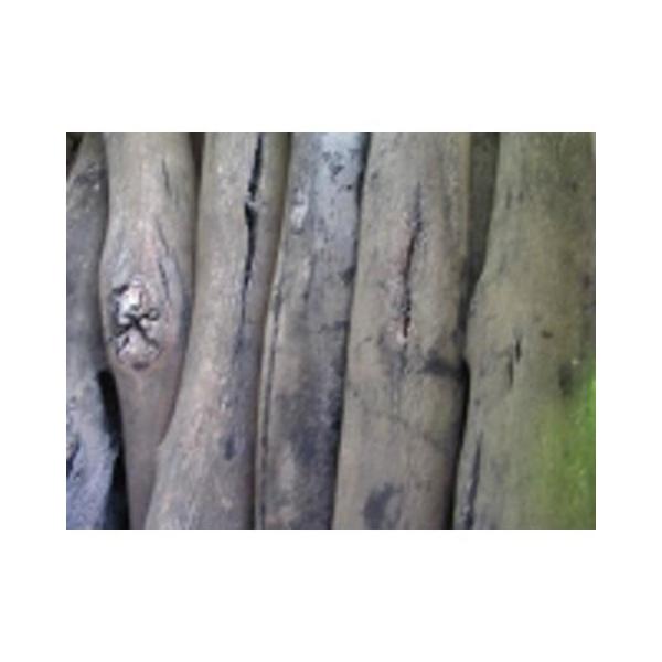 日向備長炭　丸　１２ｋｇ×2…24ｋｇ＊＊北海道・沖縄・離島のお客さま＊＊お買い上げ個数１個につき、中継料￥2,860(税込)を頂きます。変更後の合計代金はお買い上げ後メールにて改めてお知らせ致します。※ご理解の程よろしくお願い致します。