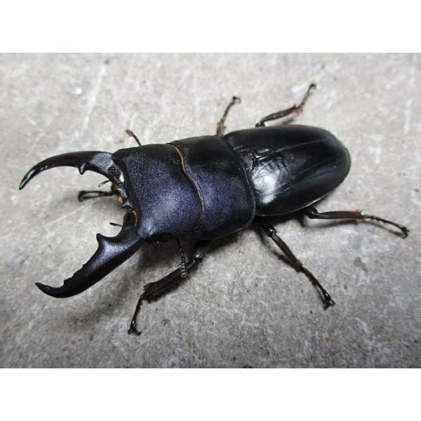 岡山県で野外採集した、天然のヒラタクワガタです。♂55mm〜は、天然品では大きめの立派なサイズです。♀はフリーサイズになります。※おまけで小型♂を付けますので♂♂♀の3匹セットです寿命は1〜2年程度ですが、天然品のため寿命が分かりません・・...