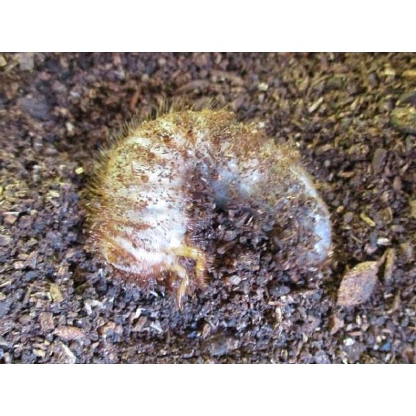 野外採集した天然の♂♀から産まれた、カブトムシの幼虫WF1です。1匹づつプリンカップに入れて発送します。※申し訳ありませんが、♂♀の判別はしておりません産地：岡山県累代：WF1孵化：2025,9月※5月中旬からサナギになり始めるため、4月末...