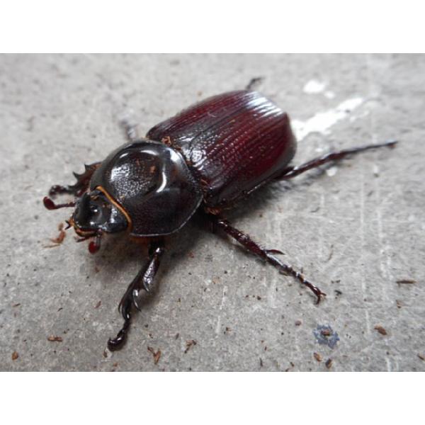 岡山県で野外採集した、天然のコカブト♂です。サイズは20mm前後です。※準絶滅危惧種に指定している県もあり、岡山県でも滅多に採集できない希少種です夏に産まれた幼虫は2ヶ月程度で9月頃羽化し、成虫のまま越冬して初夏から活動後5〜7月に産卵しま...