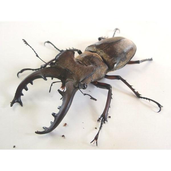 岡山県で野外採集した、天然のミヤマクワガタです。♂65mm〜で、中々採れない大きさで迫力あるサイズです！●B品とは、フセツ欠け1本や角欠けや足マヒ気味などの訳あり商品です元気にエサを食べていて飼育上問題ありませんが、通常品より半額でお安く購...