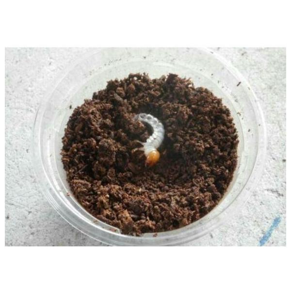 名前の通り、世界一きれいな虹色のクワガタです。1匹づつプリンカップに入れて発送します。※申し訳ありませんが、♂♀の判別はしておりません産地：オーストラリア・クイーンズランド累代：CBF2孵化：2025,10月〜