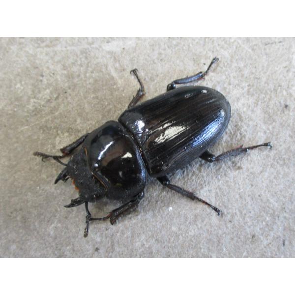 50mm〜の大型サイズです。性格も大人しく、大きくても飼育しやすいクワガタです。飼育環境により異なりますが、越冬し2〜3年ぐらい生きます。産地：福岡県久留米市累代：CBF2羽化：2025,8月　越冬済みブリードOK！※写真はあくまでも一般例...