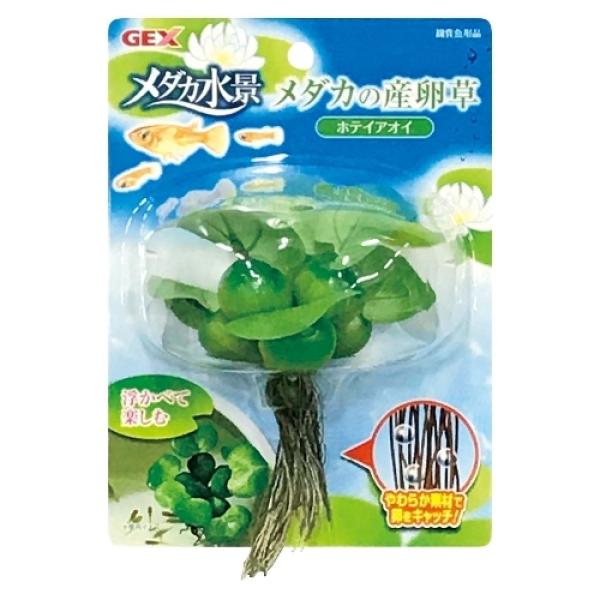 メダカ鉢などに浮かべて楽しむ産卵草やわらかい根っこはメダカが産卵することもできる