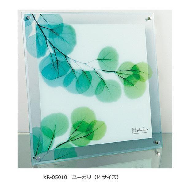 X RAY ガラス アート ユーカリ Mサイズ XR-05010 レントゲンモチーフが美しいモダンガラスアート♪ 透き通る花・・・繊細で不思議な質感・・・見ている人を優しく包み込みます。クリアなガラスのプレートに、透明感のあるレントゲンモチ...