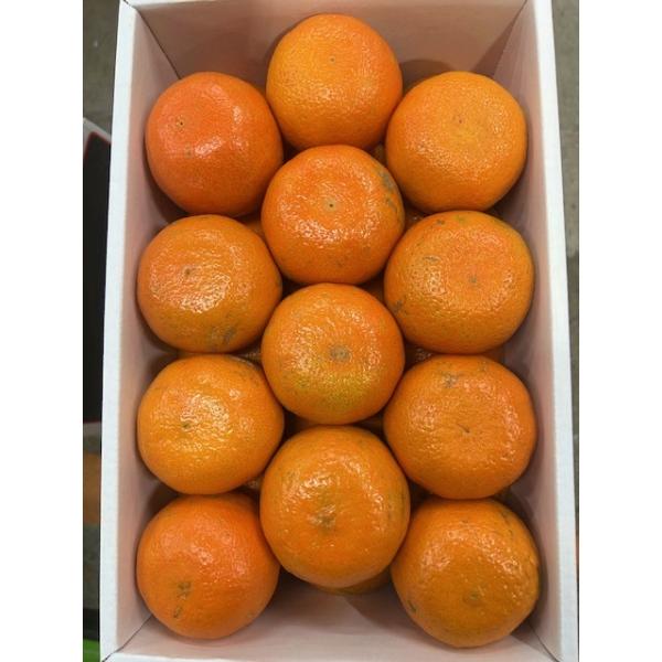 ●産地名鹿児島県屋久島●品種名たんかん●内容量約5.5kg / 4L〜M●商品説明今となってはなかなかお目にかかることのない、屋久島のたんかん。幻の柑橘をご賞味ください。