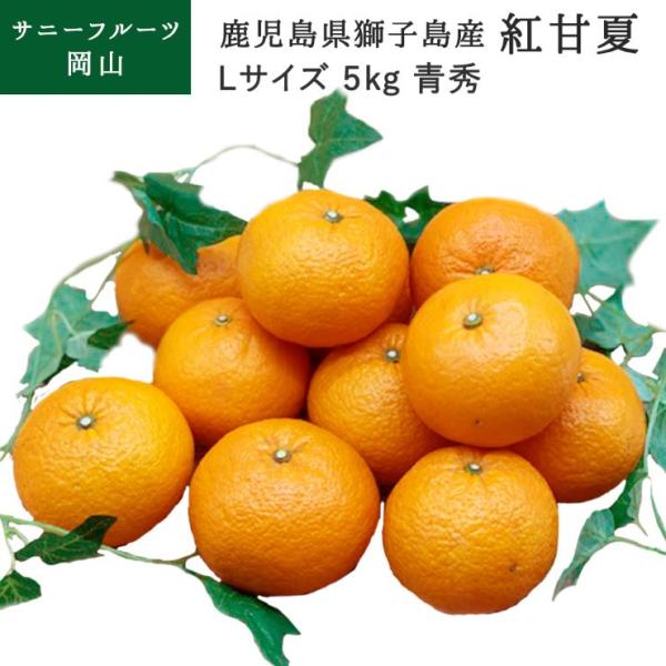 ●産地名鹿児島県獅子島●品種名紅甘夏●内容量約5kg / L / 青秀●商品説明紅甘夏は販売してもすぐに完売してしまうほどファンが多い人気品種。その名のとおり、濃い紅色の果皮と果肉が特徴的な紅甘夏は、夏みかんと比較すると少し小さくほどよい甘...
