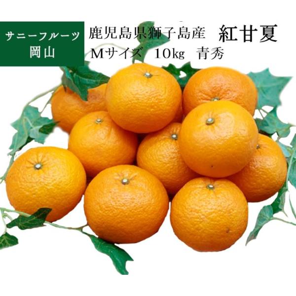 ●産地名鹿児島県獅子島●品種名紅甘夏●内容量約10kg / M / 青秀●商品説明紅甘夏は販売してもすぐに完売してしまうほどファンが多い人気品種。その名のとおり、濃い紅色の果皮と果肉が特徴的な紅甘夏は、夏みかんと比較すると少し小さくほどよい...