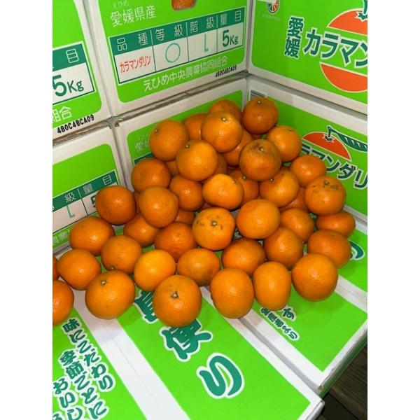 ●産地名愛媛県中島●品種名カラマンダリン●内容量約5kg / 〇2L〜〇S●商品説明みかんの聖地、愛媛県中島産のカラマンダリン。柑橘生産量全国１位の愛媛県のなかでも、濃厚な甘み・コク・程よい酸味の三拍子が揃った中島みかん。果汁がたっぷりで濃...