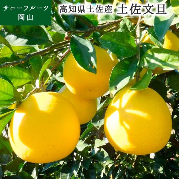 ●産地名高知県●品種名土佐文旦●内容量約10kg / 4L〜3L / ◎品●商品説明果実の大きさの約50％を占めるほど分厚い皮が特徴的な文旦。果汁は少なめですが、独特の風味と甘さを持っています。新鮮過ぎると酸味が強い場合があるので常温で数日...