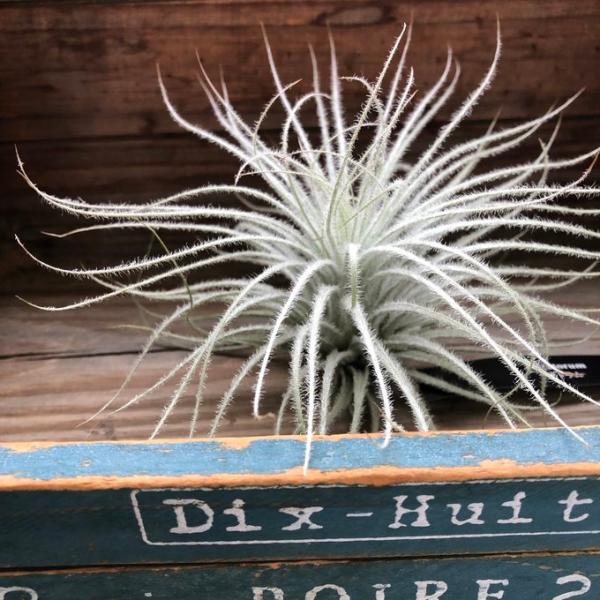 ご覧いただきありがとうございます。新商品の可愛いテクトラム1個です。フワフワの毛が可愛くて今の季節にオススメのエアープランツです。大きさは大満足の15cmあります形も綺麗ですよ。置くだけでおしゃれなお部屋に大変身。★置き場所真夏の直射日光や...