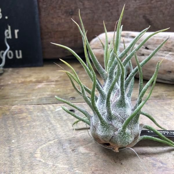 ティランジア・プルイノーサ var.グアテマラエアプランツの中でも独特なフォルムが魅力の品種です。くるくるとカールした葉と、粉をまとったような質感（トリコーム）が特徴で、まるで生き物のような存在感をお楽しみいただけます。乾燥に強く、空気中の...