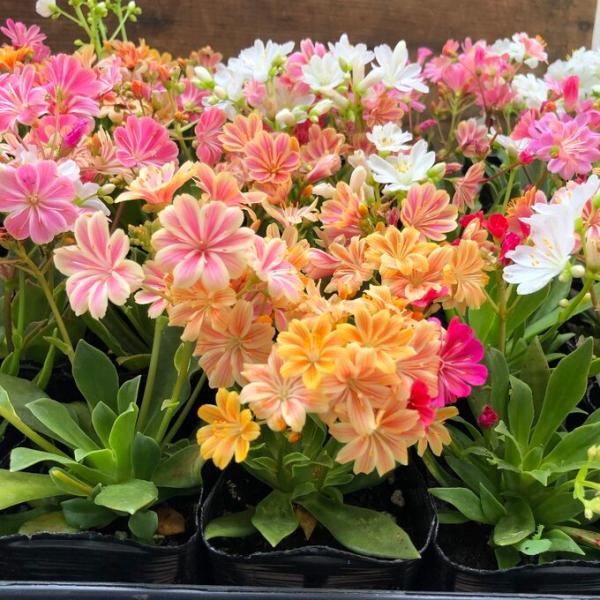 ご覧頂きありがとうございます。レウィシア エリーゼのアプリコットmix2個セットになります。1枚目の中からこちらでお選びして2個セットで発送させて頂きます。※お色はお選びいただけません。ピンク〜オレンジなど、写真のようにミックスされたストラ...