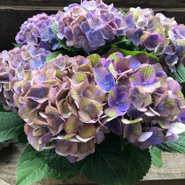 ご覧頂きありがとうございます。とても丈夫で花持ちが抜群で色変わりする紫陽花マジカル『グリーンファイヤー』のパープルです。緑とピンクが交ざる花色は、咲き進むと緑色が一層濃くなり美しくなります。マジカルシリーズは切り花用に育種された品種で、茎が...