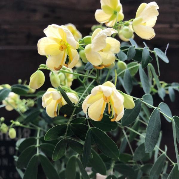 カッシア「アンデスの乙女」白花になります。秋に1枝の先端に白花を10個ほど咲かせ、その後に豆のような実をつけます。コバノセンナよりも耐寒性が強く、関東以南の太平洋側なら庭植えで冬越しできます。成長すると樹高2〜3mになる落葉低木です。5号ポ...