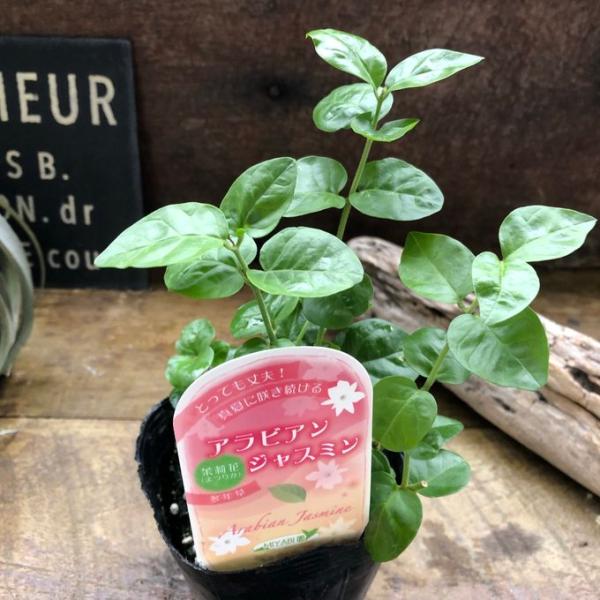 白い花から優美な香りを放つ茉莉花「マツリカ」アラビアンジャスミンです。一般的にジャスミンというと本種を指し、生花はジャスミン茶の香りづけに利用されることで知られています。アラビアンジャスミン（マツリカ）は中国南部〜台湾〜インドネシアなどで栽...