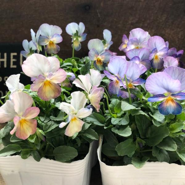 ビオラ・『ピンクアンティーク 』2個セットです。やわらかなアンティークピンクの花色が人気のビオラ「ピンクアンティーク」。淡いくすみカラーが可憐で、どんな寄せ植えにも自然に馴染む上品な品種です。光や温度で花色が変わるため、毎日眺めても飽きませ...