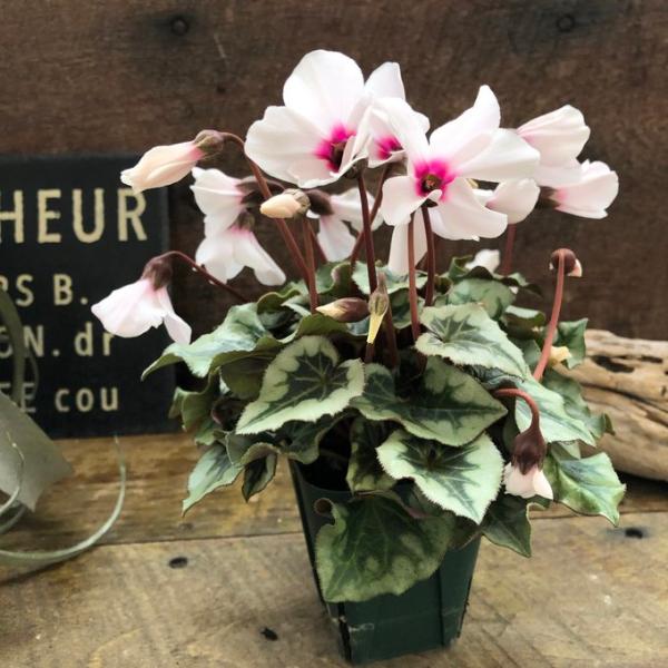 シクラメン “アンジュ（Ange）” 世界初！天使のように上向きに咲くシクラメンです！「アンジュ（Ange）」は、10年に一度オランダで開催される新品種コンテストで“金賞”を受賞した特別なシクラメンです。従来のシクラメンは横向き〜下向きに咲...