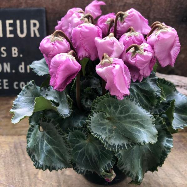 シクラメンではめずらしい青色系のシクラメンで、華やかな印象の八重咲きジュエリーシリーズのモカジュエリーです。クリスマス時期や年末年始、冬の玄関などのウェルカムフラワーに、またシクラメン好きな方に、今年はいつもよりシックな色合いのシクラメンを...