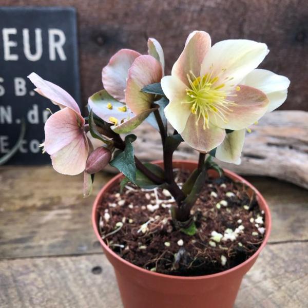 ご覧頂きありがとうございます。アンティークピンクが可愛いクリスマスローズ『キャメロット』です。ニゲルとリビタスの交配。両種の中間的な花色。ツボミはピンクで、開花するにつれクリーム色、再びピンクへと変化する。色の移り変わりがとても美しい。やや...