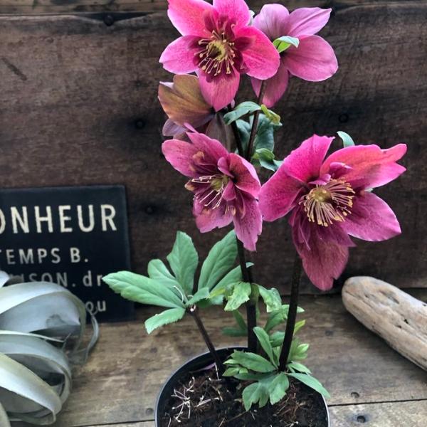 クリスマスローズ　雪の妖精『フリールビー』です。深みのあるルビーカラーに、フリル咲きの八重花の繊細なフリル状の花弁が重なる、非常に華やかなクリスマスローズです。シックで落ち着いた色合いの中に、上品な存在感があり、庭植え・鉢植えどちらでも主役...