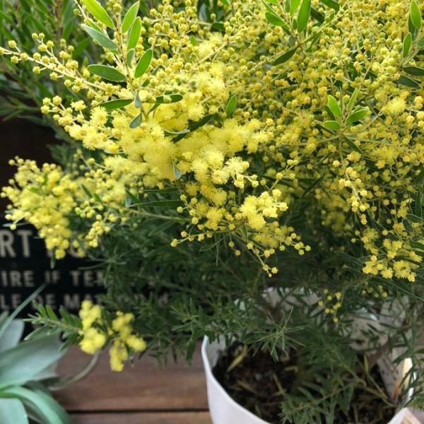 とても可愛いアカシアのテレサです今回は花芽なしの今年は開花見込みはない株になります。問い合わせも多かったアカシアの『テレサ』入荷しました大人気で品薄のため入荷がとても困難になっております。。5号の大苗になります。アカシアは、人気すぎて品薄で...