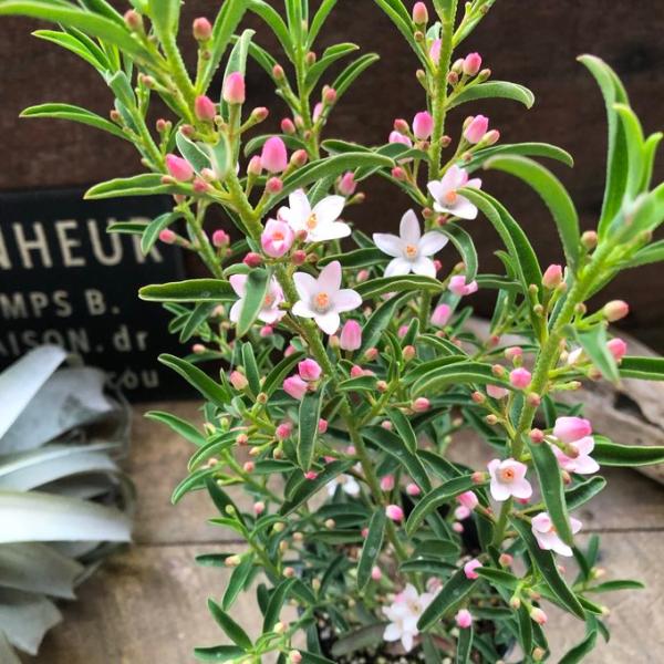 エリオステモン《プロファッション》です蕾からほんのりピンクでグラデーションがとても素敵オーストラリア原産のミカン科の常緑低木です。春先に咲く薄ピンクの花は、柑橘系の香りがしてとても可愛らしくて素敵ですサザンクロスに似た、可愛い白い花です。花...