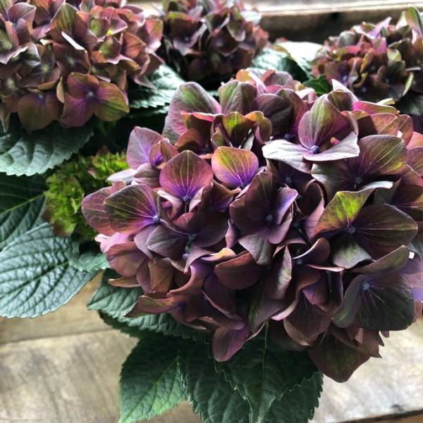 とても丈夫で花持ちが抜群で色変わりする紫陽花マジカル『チョコレート』です。アジサイ「マジカル チョコレート」は、深みのある落ち着いた色合いが魅力のマジカルシリーズの人気品種です。咲き始めから時間の経過とともに、赤みを帯びたブラウンやアンティ...