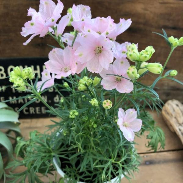 ご覧頂きありがとうございますデルフィニウムの新種として2015年の2月に品種登録された「さくらひめ」です青色系が一般的なデルフィニウムを、ピンク色の花を咲かせるよう品種改良したもので、さまざまな賞を受賞している花です花壇のお庭に植えて頂いて...