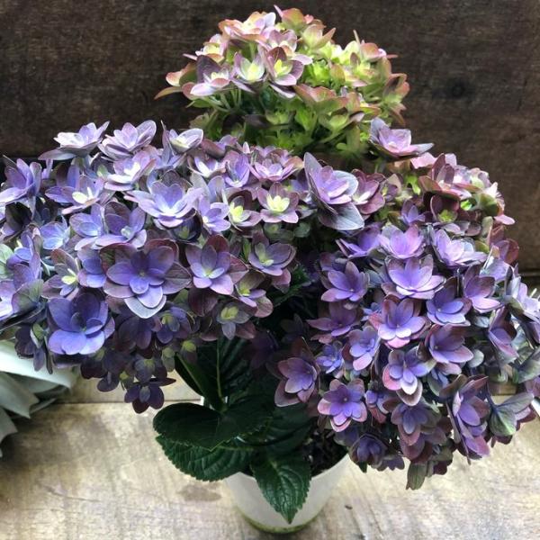 アジサイ『紫紺のゆらぎ』深みのある紫紺色に、やわらかな色のゆらぎが重なる美しいアジサイです。花ひとつひとつに微妙なグラデーションが入り、咲き進むにつれて色合いの変化を楽しめます。落ち着いたシックな色合いは、アンティークな雰囲気を持ち、庭植え...