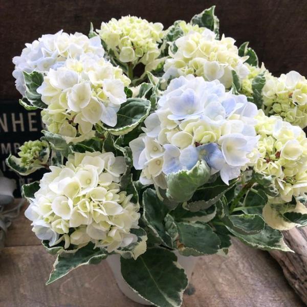 アジサイ『アイコンキャラクター』です。美しい斑入りの葉と、やわらかな色合いの花が魅力のアジサイ「アイコンキャラクター」。白〜グリーンをベースに、ほんのりブルーが混じる上品な花色で、咲き進むごとに表情が変化します。葉にははっきりとした斑が入り...