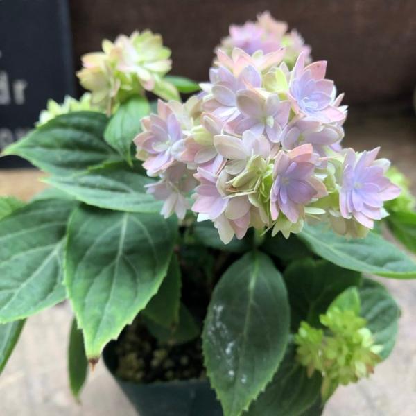 山紫陽花の『マルルー』です古来より日本に自生する山アジサイと西洋アジサイを交配によって誕生した小輪多花性の新品種アジサイですヤマアジサイの繊細な雰囲気と西洋アジサイの華やかな色合いの両方が生かされていますとにかく、花の色が綺麗！なんて美しい...