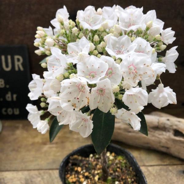 カルミア『エルフ』（Kalmia）「カルミア エルフ」金平糖のような蕾が可愛い白花品種・コンパクトで育てやすい可憐で上品な白花が魅力のカルミア「エルフ」です。金平糖のような丸いつぼみから、傘のように開く個性的な花を咲かせます。ほんのりピンク...