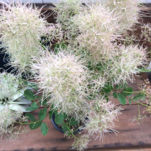 おしゃれなお家にはありますよね。地植えも大丈夫で毎年大きくなるスモークツリー　白花です。人気のドライフラワーにもなりますのでおススメ。花を咲かせた後に、綿毛のような穂が木全体を包み込むふわふわとした花穂をつけるのがスモークツリーの特徴です。...