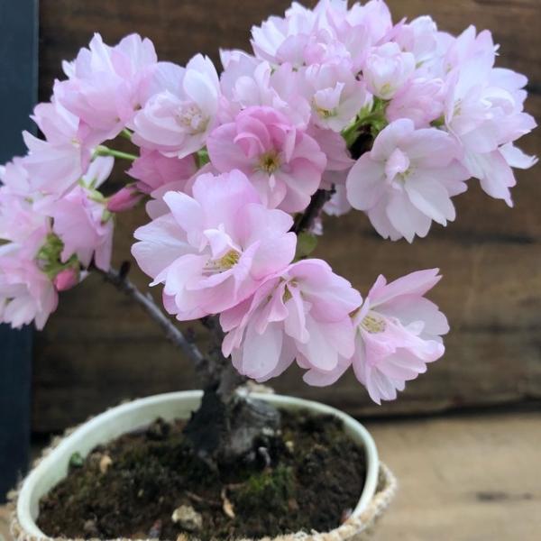 ご覧頂きありがとうございます。テーブルで楽しむ『1才桜』旭山です。名前の通り、鉢植えでも栽培しやすく、花を楽しめるイッサイザクラ。鉢植えで楽しめるようにした桜を一才桜といいます。3月〜4月頃1枚目のようなお花が咲きます。お届けは3枚目の状態...