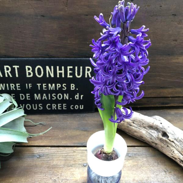 ご覧頂きありがとうございます。私が今すごく気になる水栽培のヒアシンス。球根のお色はブルー水栽培にするだけで神秘的な空間が出来上がります。ヒアシンスはとても成長が早く美しい花を楽しめます。根もインテリアとして、植物の成長を楽しめますね。ヒアシ...