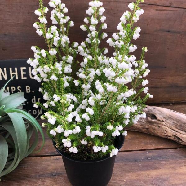 ご覧頂きありがとうございます。スズランのような白の花を咲かせることから呼ばれるスズランエリカです。輪生する植物で小さな白いの花がキラキラ輝いてるように見えます。真っ白のずずらんみたいなお花です。小型の品種ですので寄せ植えにおすすめ！寒さにも...